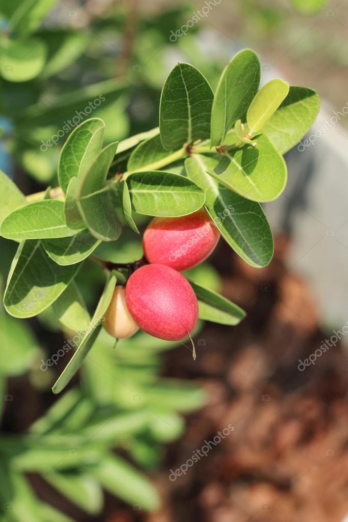 Miracle Fruit Tree