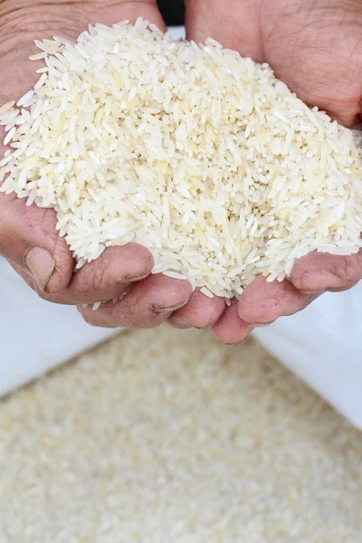 Raw rice grain with hands - Stock Image - Everypixel