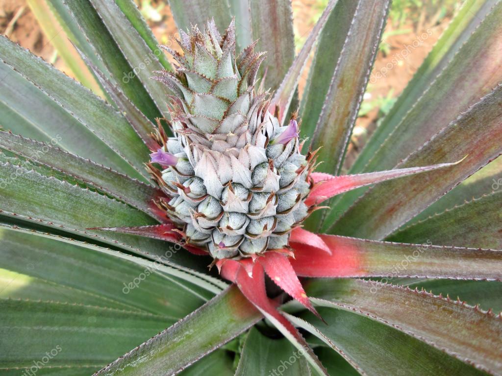 Ananas drzewo — Zdjęcie stockowe © luknaja #68387973