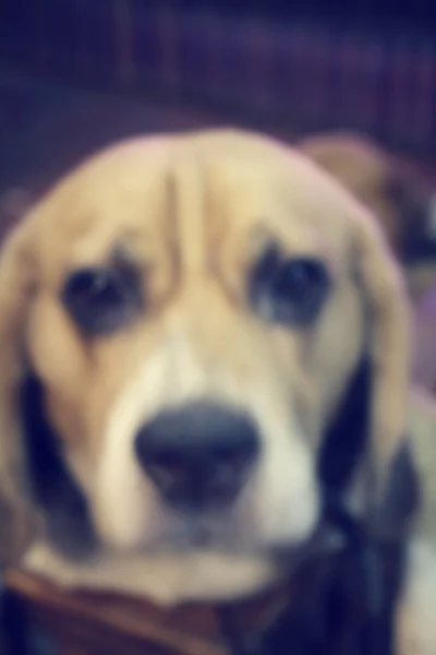 Marshall Stock Photos, Royalty Free Marshall Images | Depositphotos