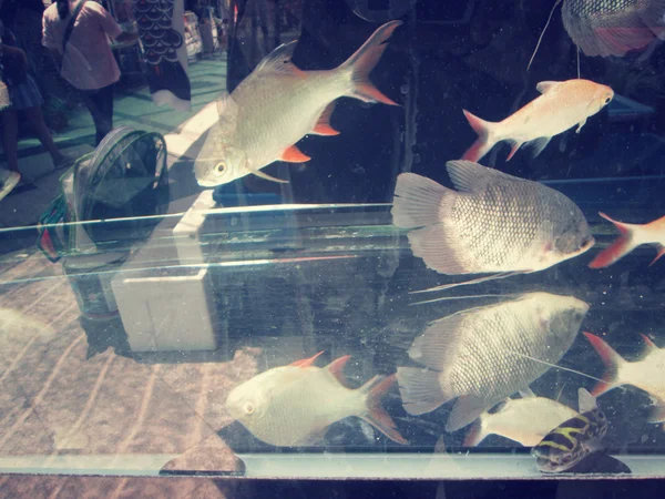 Sea life tropical Stock Photos, Royalty Free Sea life tropical Images ...