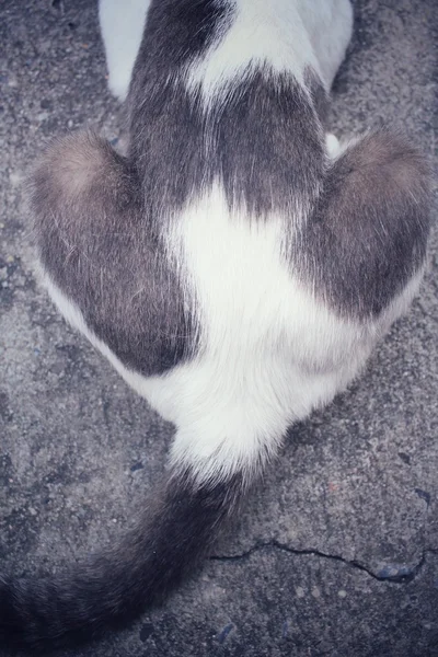 หางสัญลักษณ์ Stock Photos, Royalty Free หางสัญลักษณ์ Images | Depositphotos