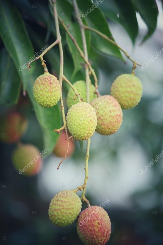 Lychee on tree Stock Photo by ©luknaja 72004859