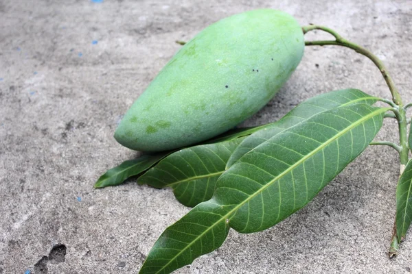 Árbol de zapote fotos de stock, imágenes de Árbol de zapote sin ...