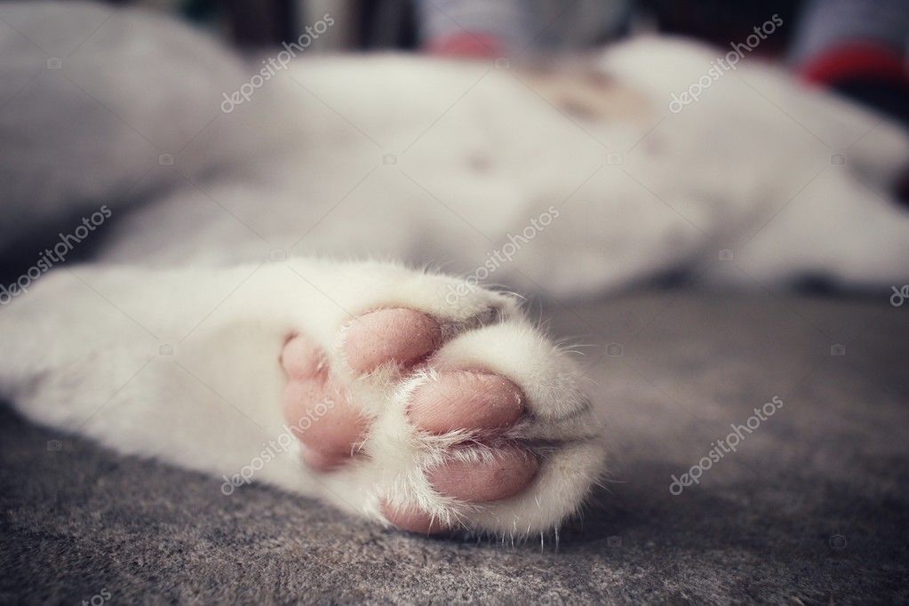 Cat feet — Stock Photo © luknaja #80265624