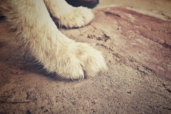 Feet of labrador dog Stock Photos, Royalty Free Feet of labrador dog ...