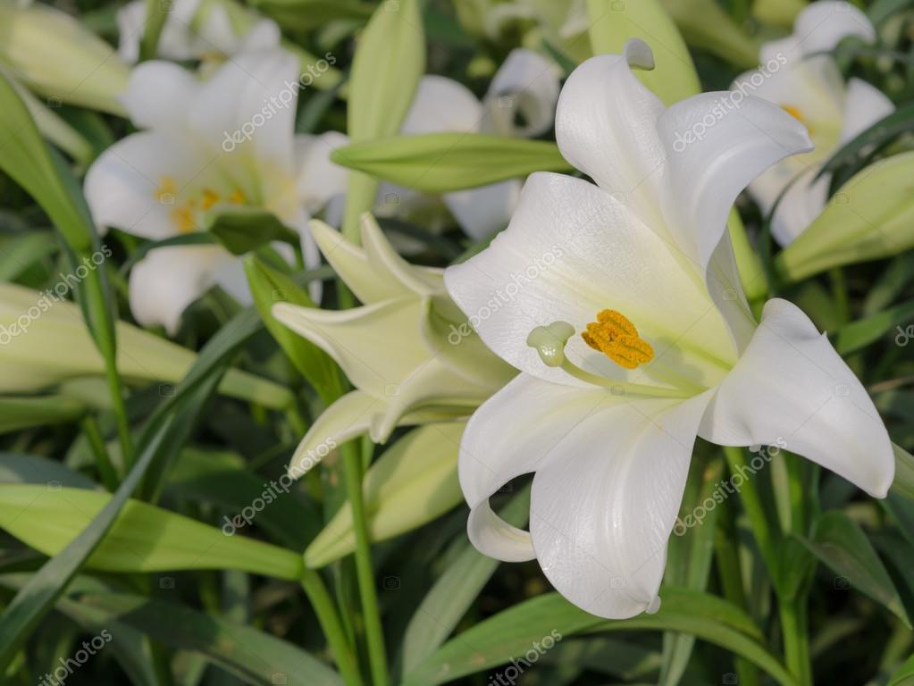 Lilium longiflorum (Easter lily) — Stock Photo © boonsom #65756161