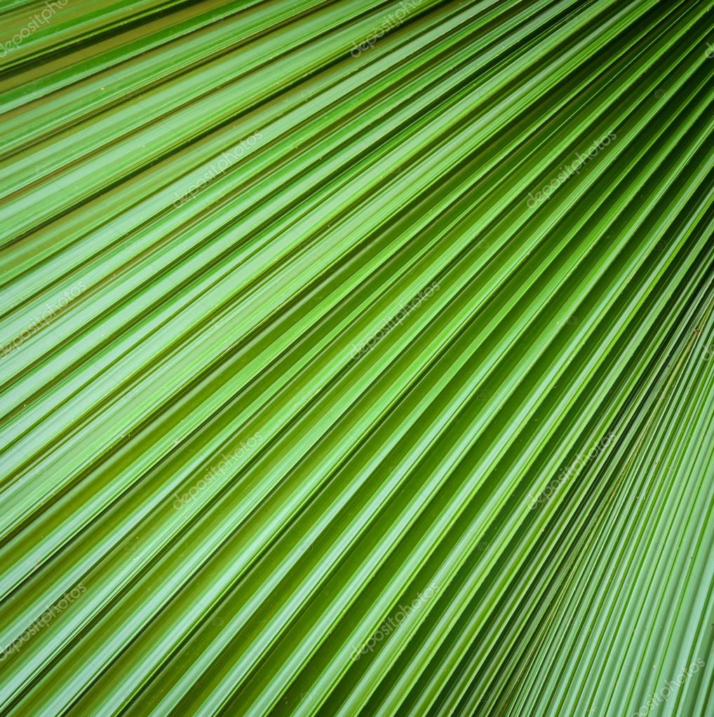 Palm Tree Leaf Texture