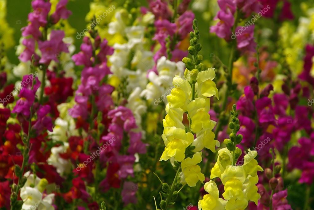 Snapdragon — Stock Photo © Kassandra2 #56696985