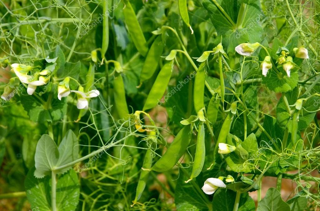 chicharo plant