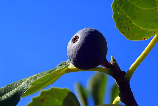 Fig stem Stock Photos, Royalty Free Fig stem Images | Depositphotos