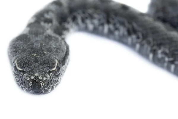 Closeup of Viper snake baby and egg, Vipera latastei Stock Photo by ...