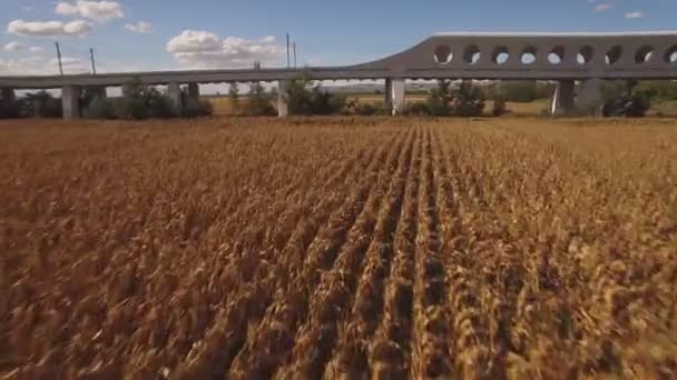 Fast train enters bridge near cultivated corn field — Stock Video ...