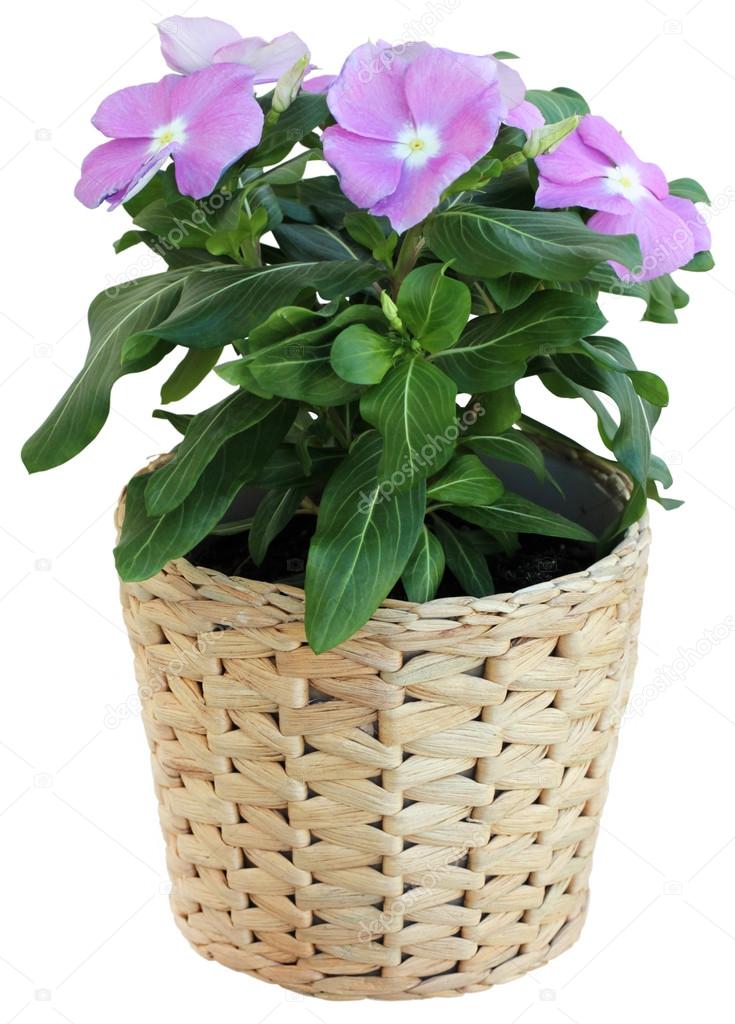 Periwinkle Plant In Pot