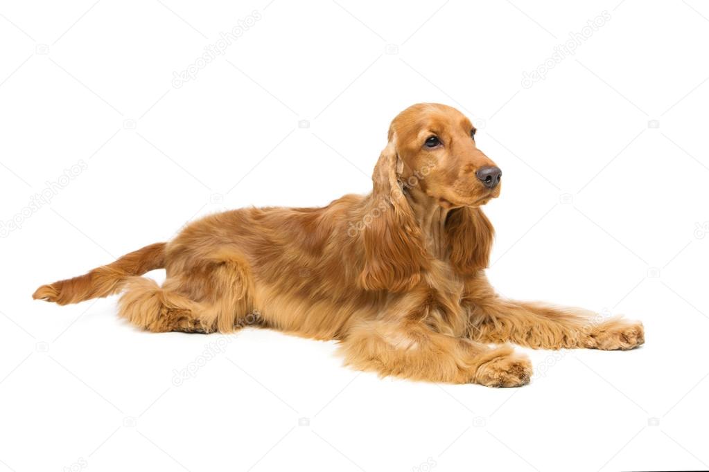 Beautiful English Cocker Spaniel Stock Photo by ©Svetography 121386638