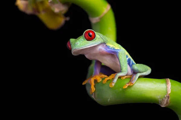 Red-Eyed Amazon Tree Frog (Agalychnis Callidryas) — Stock Photo ...