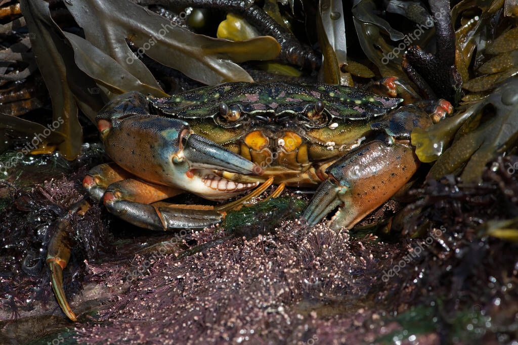 Cangrejo Verde Europeo (Carcinus maenas), 73 imágenes individuales de ...