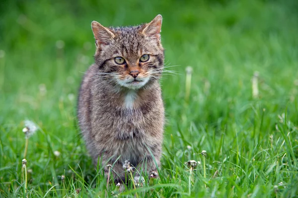 Scottish Wildcat - Stock Image - Everypixel
