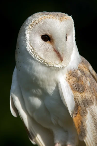 Barn owl Stock Photos, Royalty Free Barn owl Images | Depositphotos