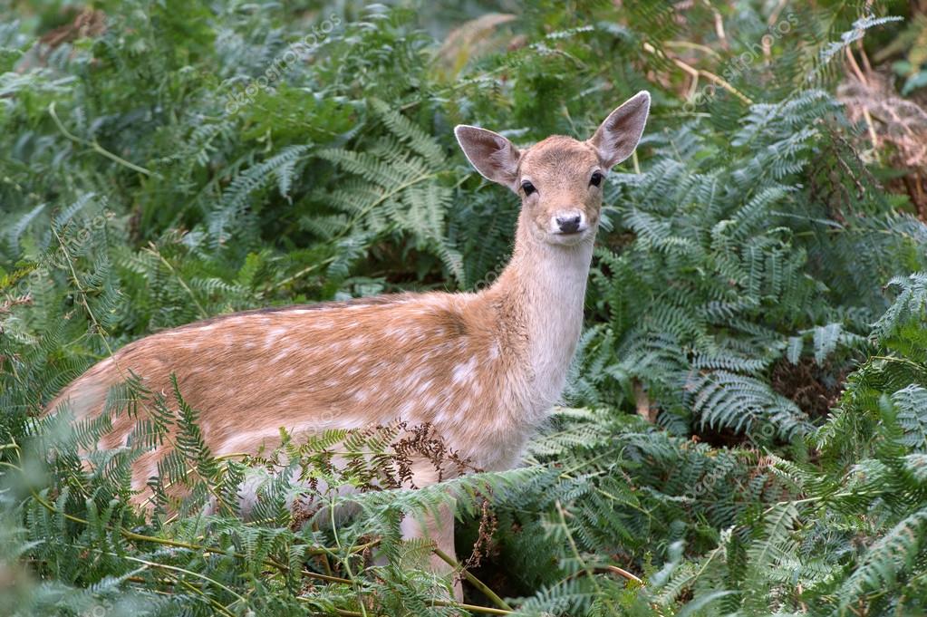 Fallow Deer — Stock Photo © davemhuntphoto #58723161