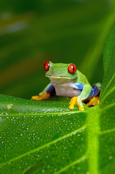 Red-Eyed Amazon Tree Frog (Agalychnis Callidryas) — Stock Photo ...