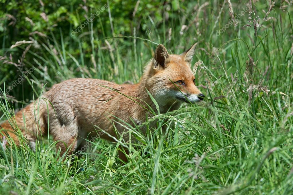 Red Fox (Vulpes Vulpes) — Stock Photo © davemhuntphoto #97402174