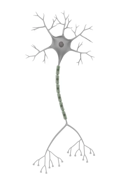 Images: neuron cartoon | 2d cartoon illustration of brain neuron ...