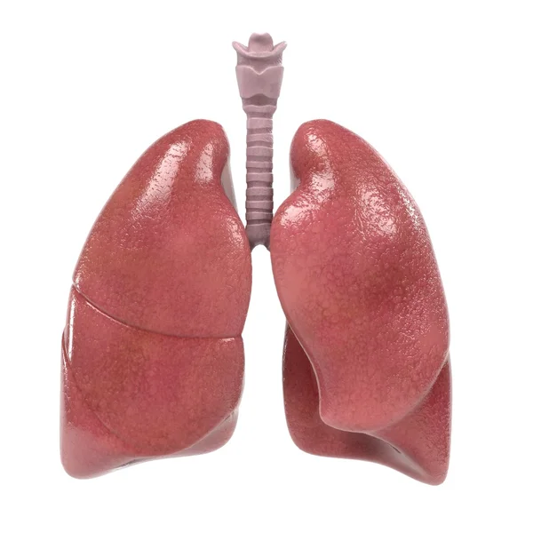 Real Human Lungs