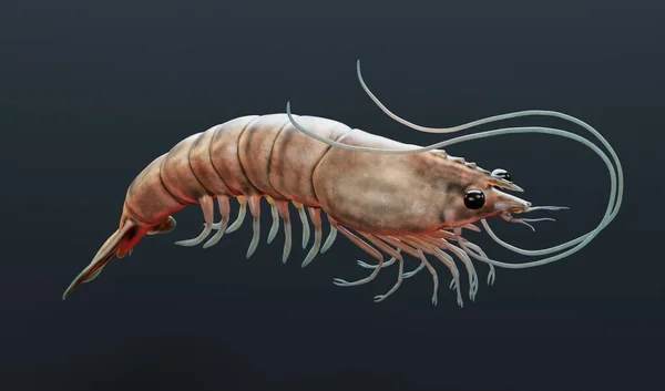 Scary invertebrate fotos de stock, imágenes de Scary invertebrate sin ...