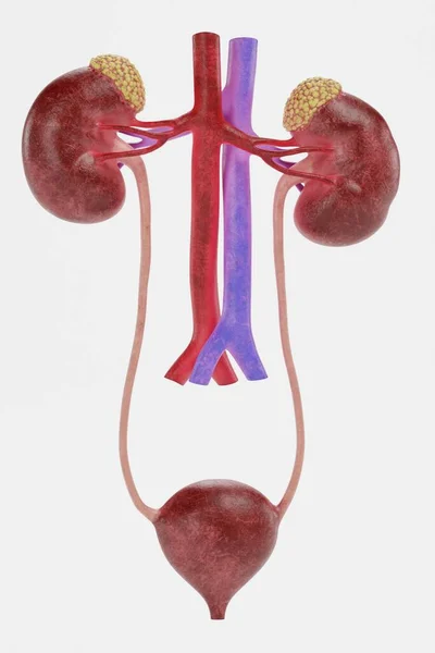 Sistema Urinario Sem Rotulos Novembro Azul Grupo Mast
