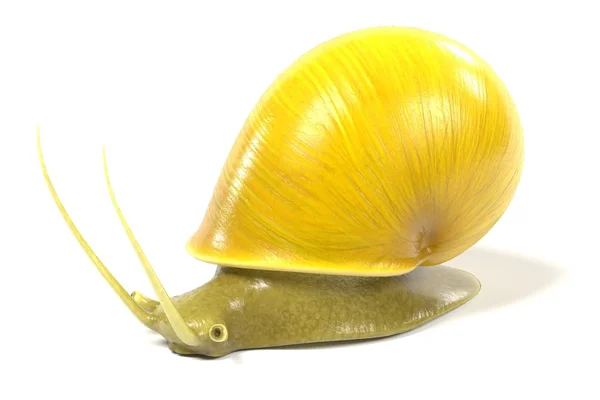 Golden apple snail Stock Photos, Royalty Free Golden apple snail Images ...