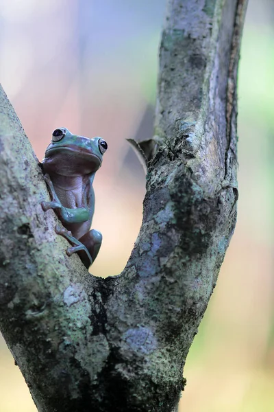 Frog Tree Frog Dumpy Frog Tree Flying Frog Leaf Branch Stock Photo by ...