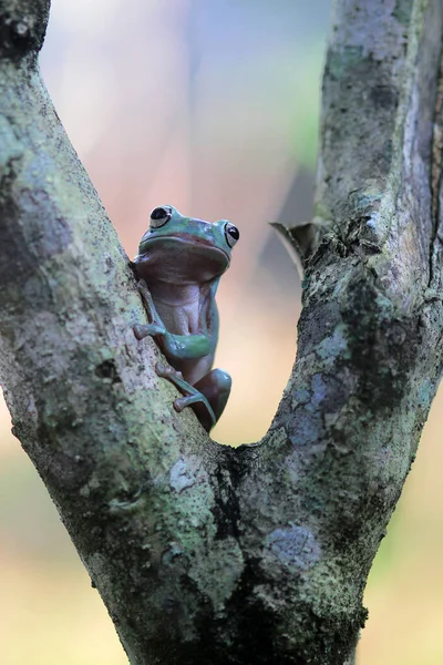 Frog Tree Frog Dumpy Frog Tree Flying Frog Leaf Branch Stock Photo by ...