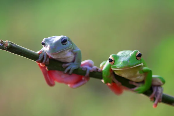 Frog cartoon Stock Photos, Royalty Free Frog cartoon Images | Depositphotos