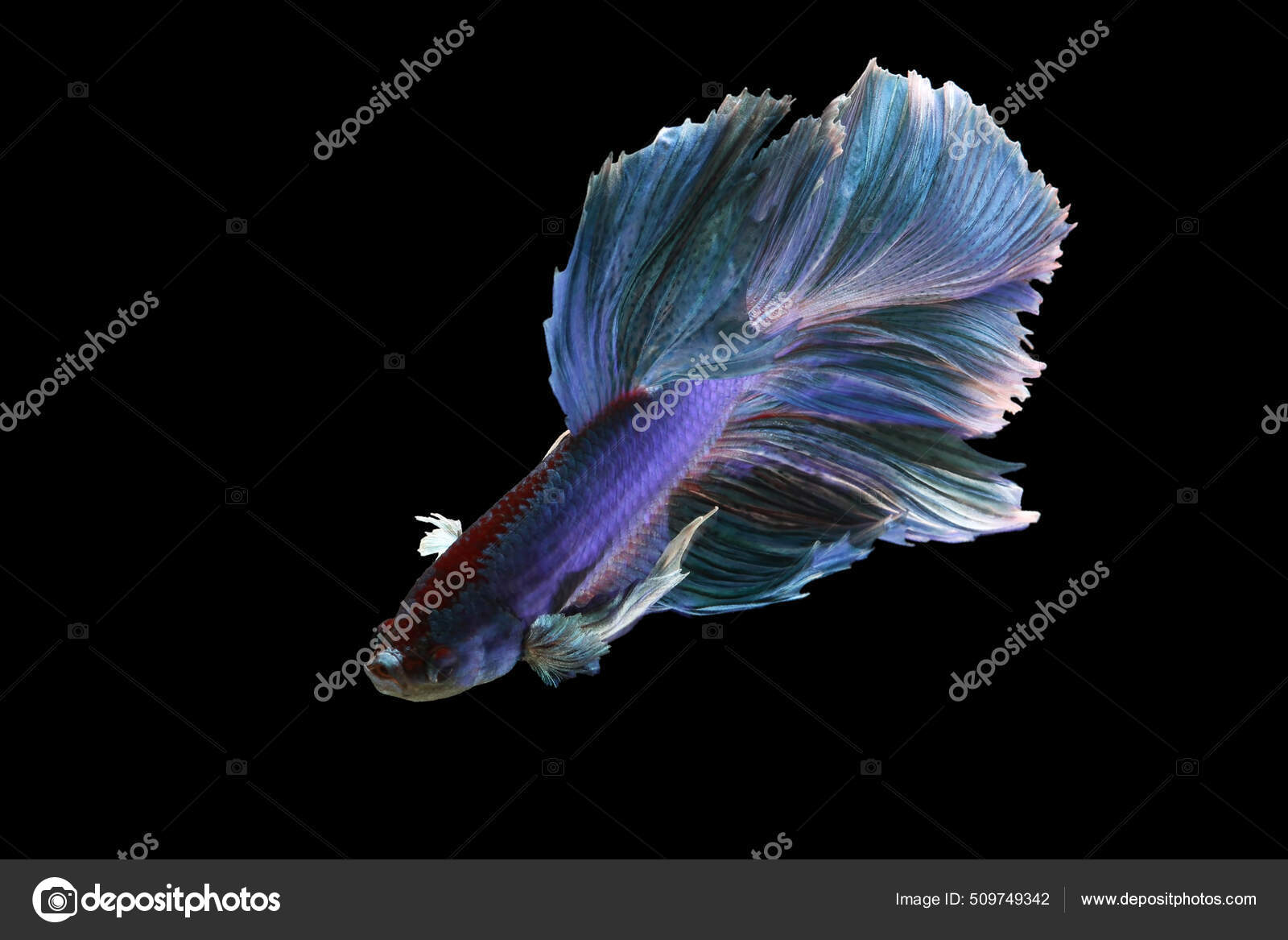 Colourful Betta Fish Siamese Fighting Fish Movement Isolated Black ...
