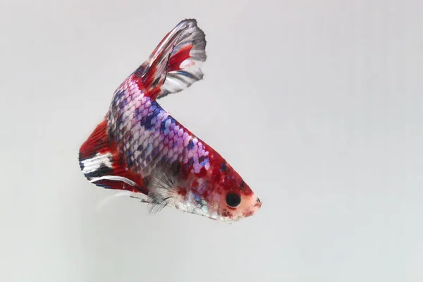 Pez origami fotos de stock, imágenes de Pez origami sin royalties ...