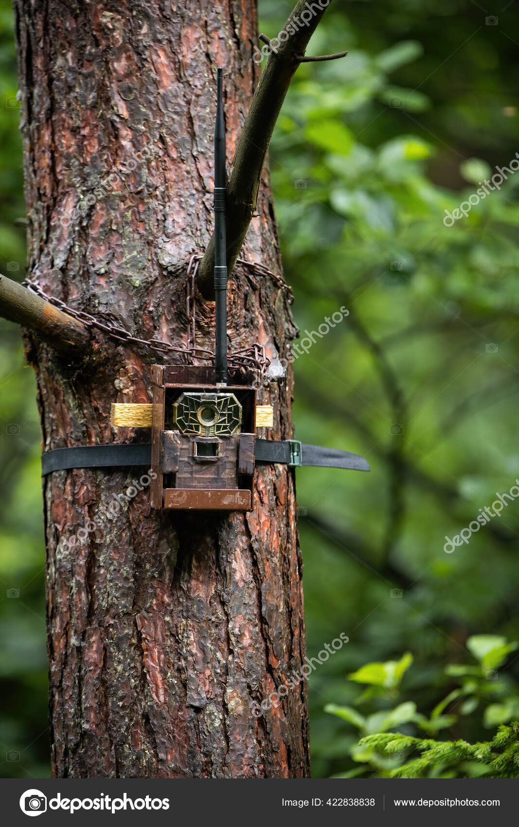 Camera trap attached to a tree with lock in summer forest. — Stock ...