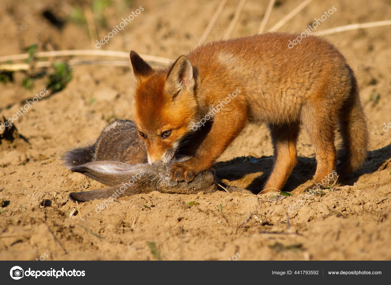 Red Fox Cubs