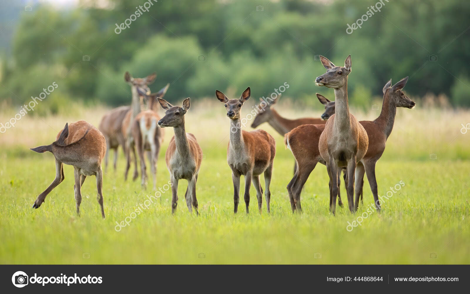 Red deer herd standing on green meadow in spring nature Stock Photo by ...