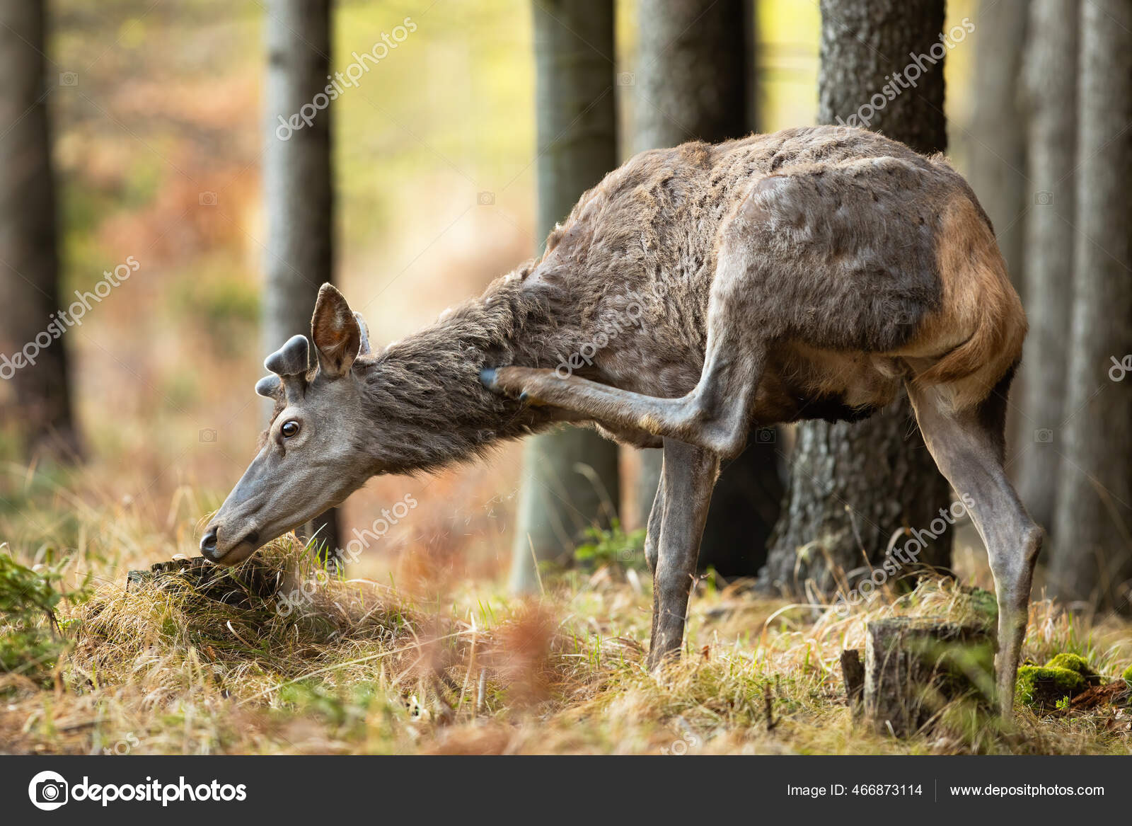 Deer Hooves Standing