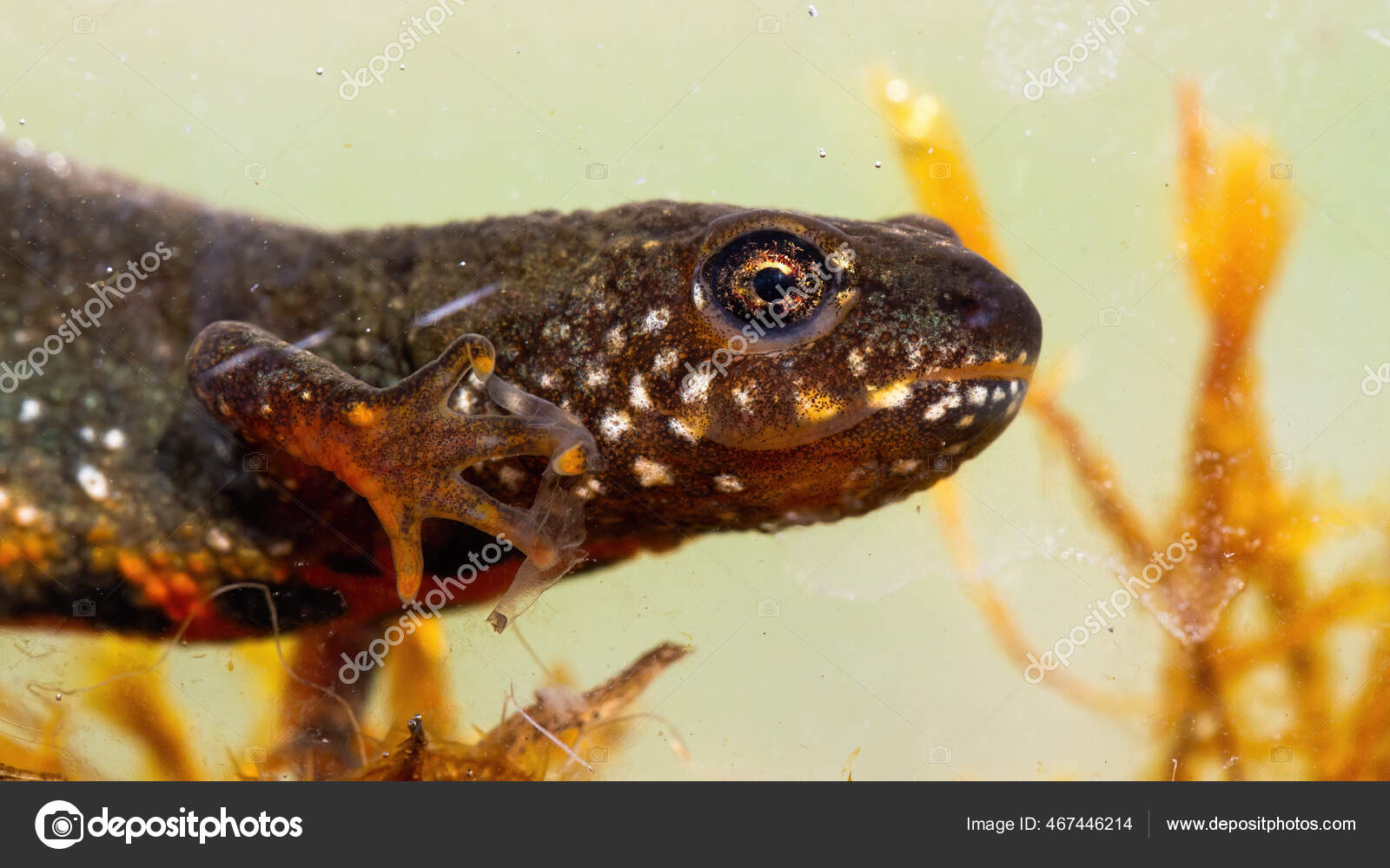 Water Newt Predators