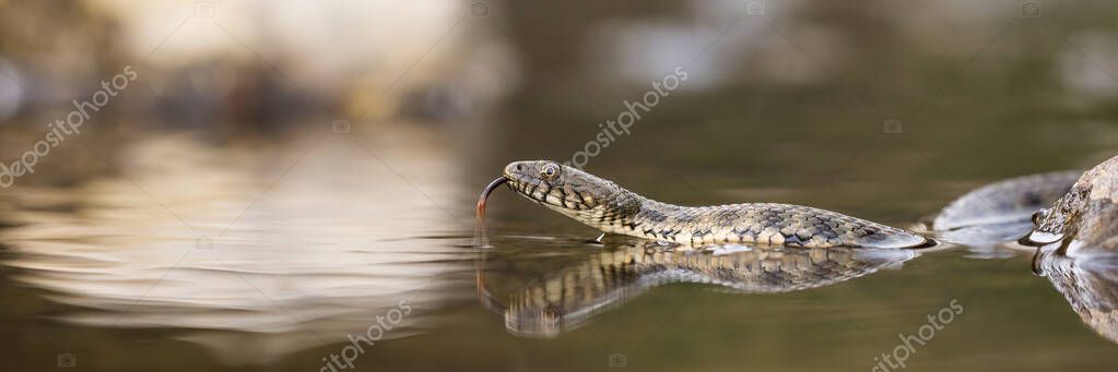 Floating snake Stock Photos, Royalty Free Floating snake Images ...