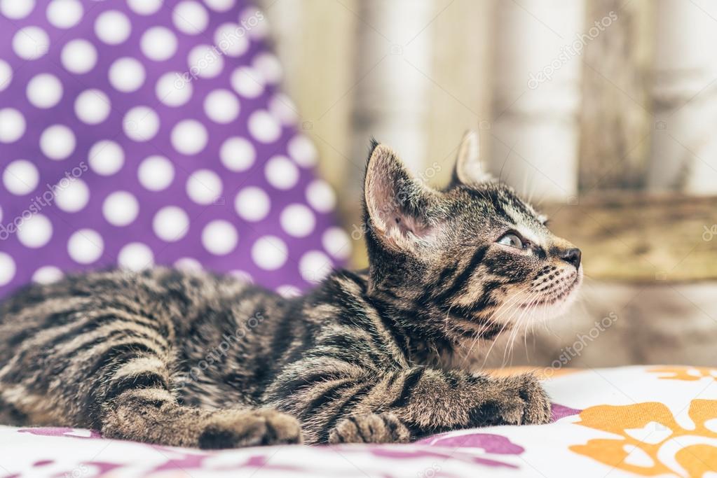 Cute loving little tabby kitten Stock Photo by ©ysbrand 72670233