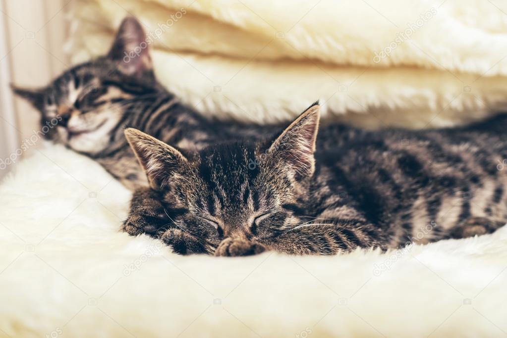 Cute kitten snuggling into a fluffy blanket Stock Photo by ©ysbrand ...