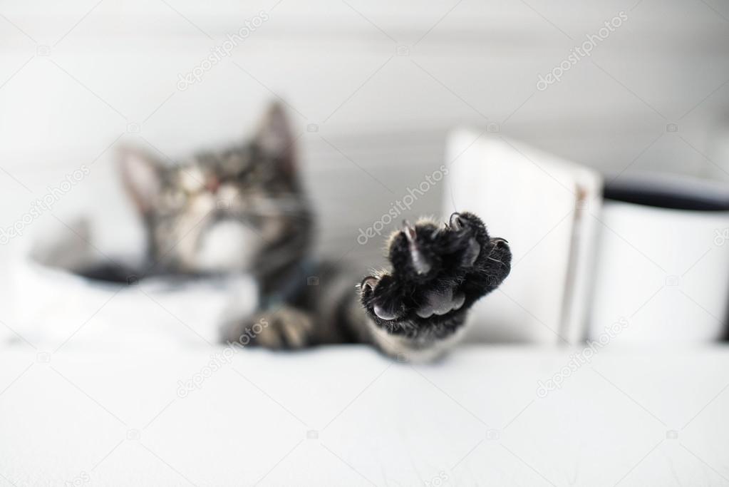 Paw of young tabby cat — Stock Photo © ysbrand #85231704