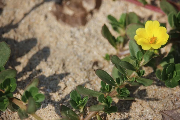One flower on a rock — Stock Photo © Malefikus #12407637