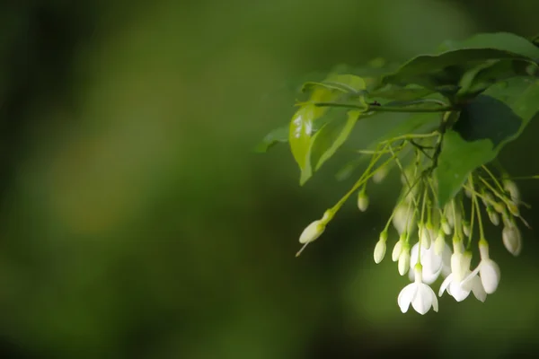 Roble flower Stock Photos, Royalty Free Roble flower Images | Depositphotos