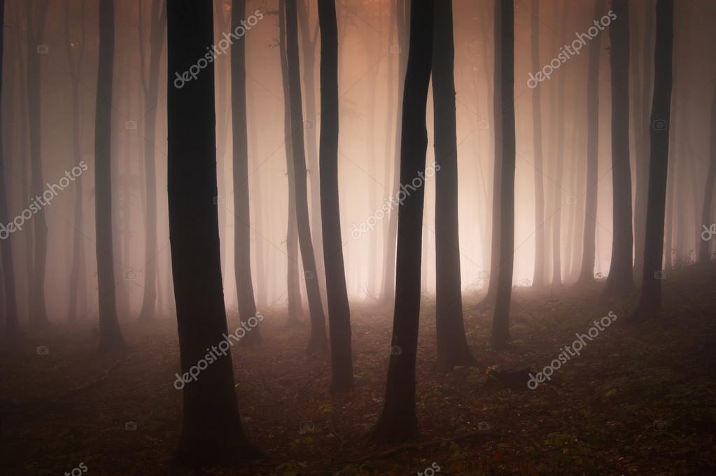 Mysterious forest with fog Stock Photo by ©photocosma 53749173