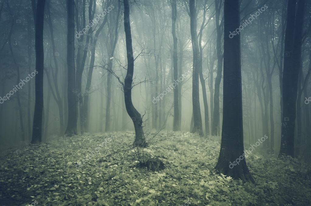 Dark Fantasy Forest Background