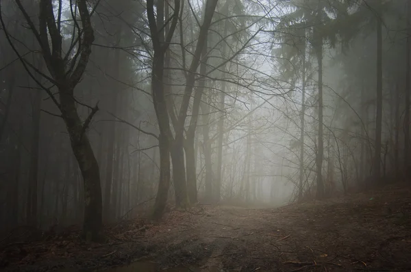 Man walking in mysterious forest with fog Stock Photo by ©photocosma 53749183